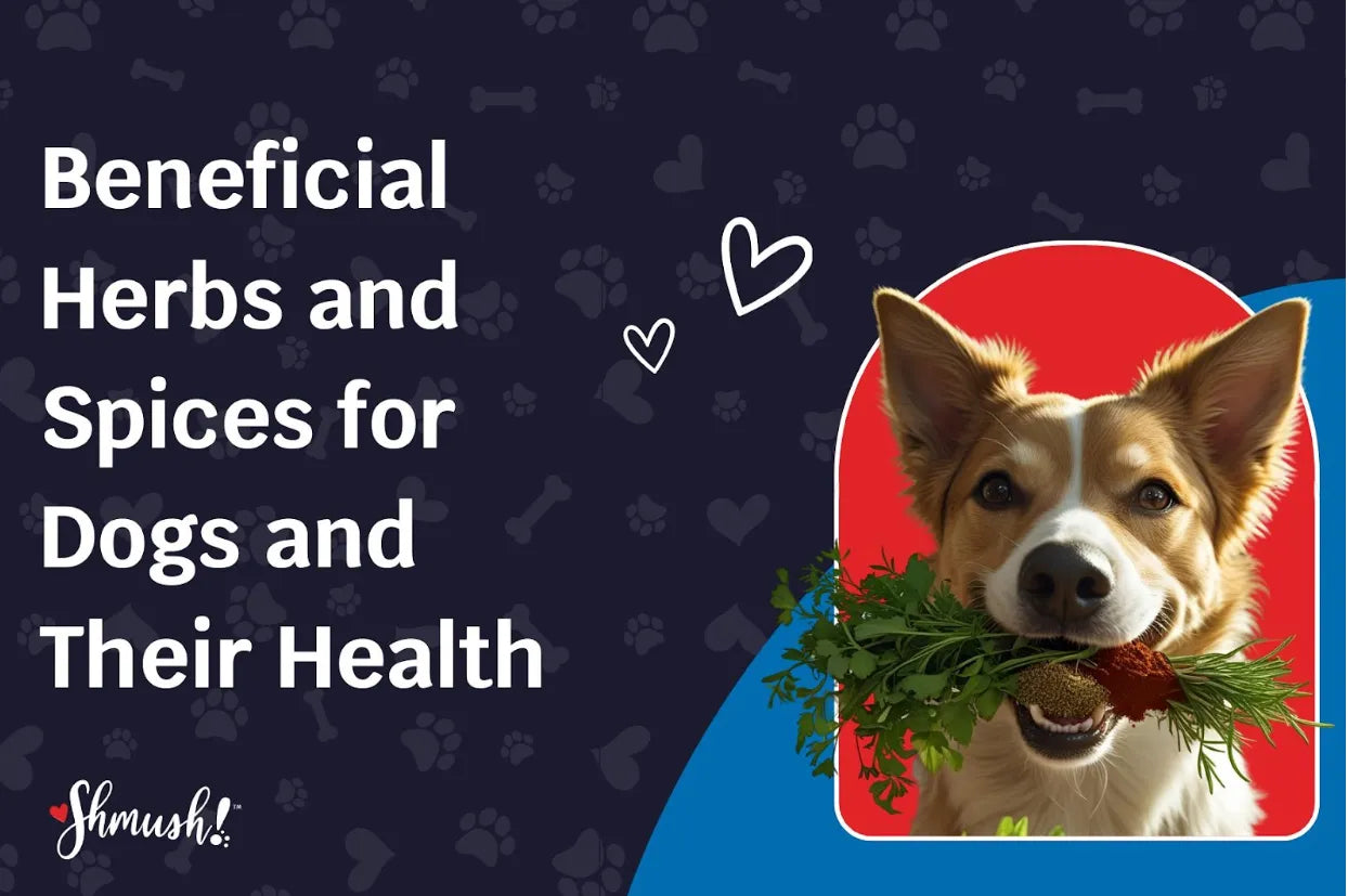Beneficial Herbs and Spices for Dogs and Their Health – Shmush! Pets