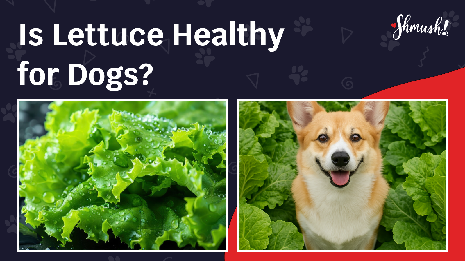 Is Lettuce Healthy for Dogs? The Best Veggies For Your Best Buddy ...