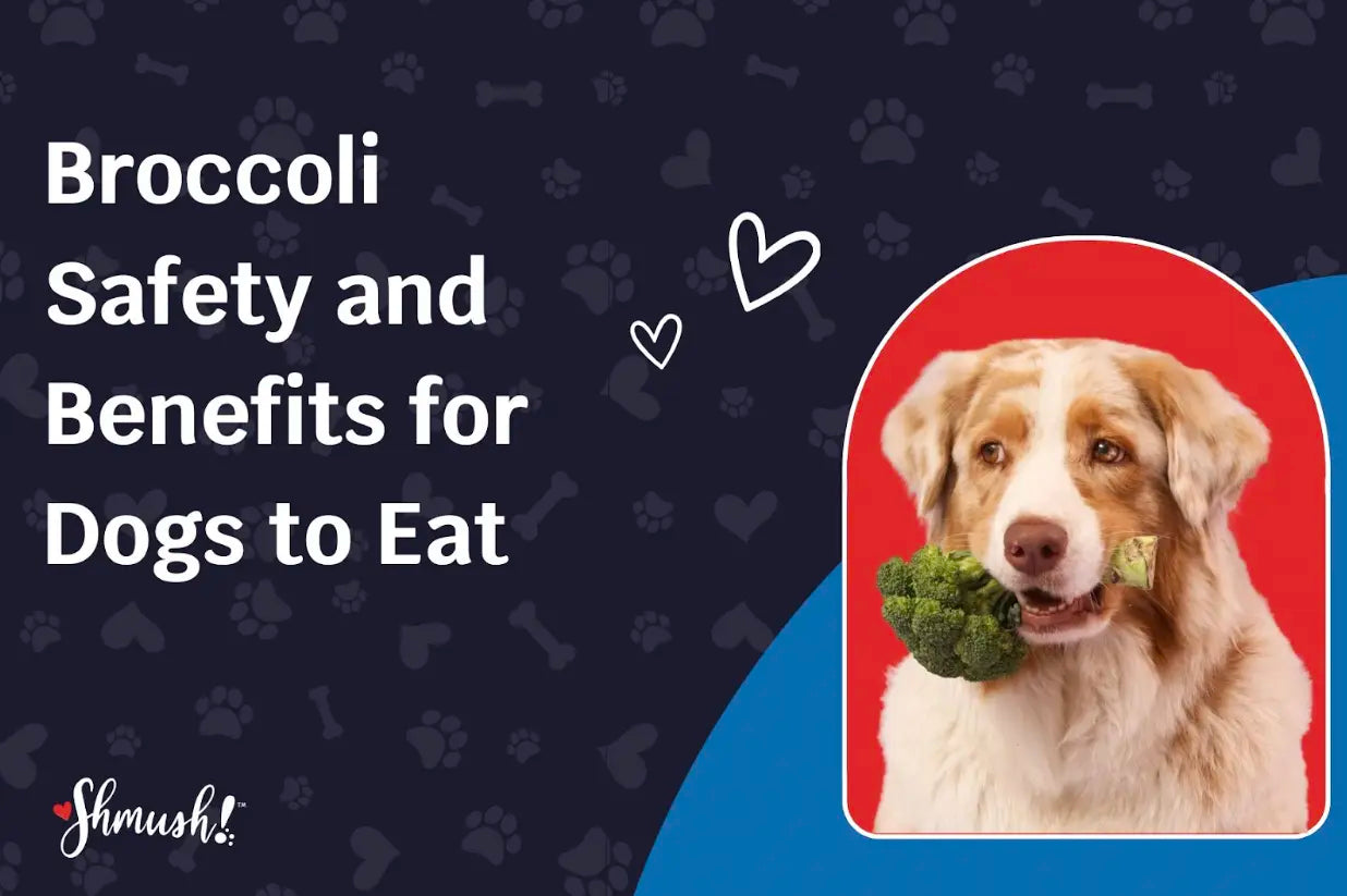 Broccoli Safety and Benefits for Dogs to Eat – Shmush! Pets
