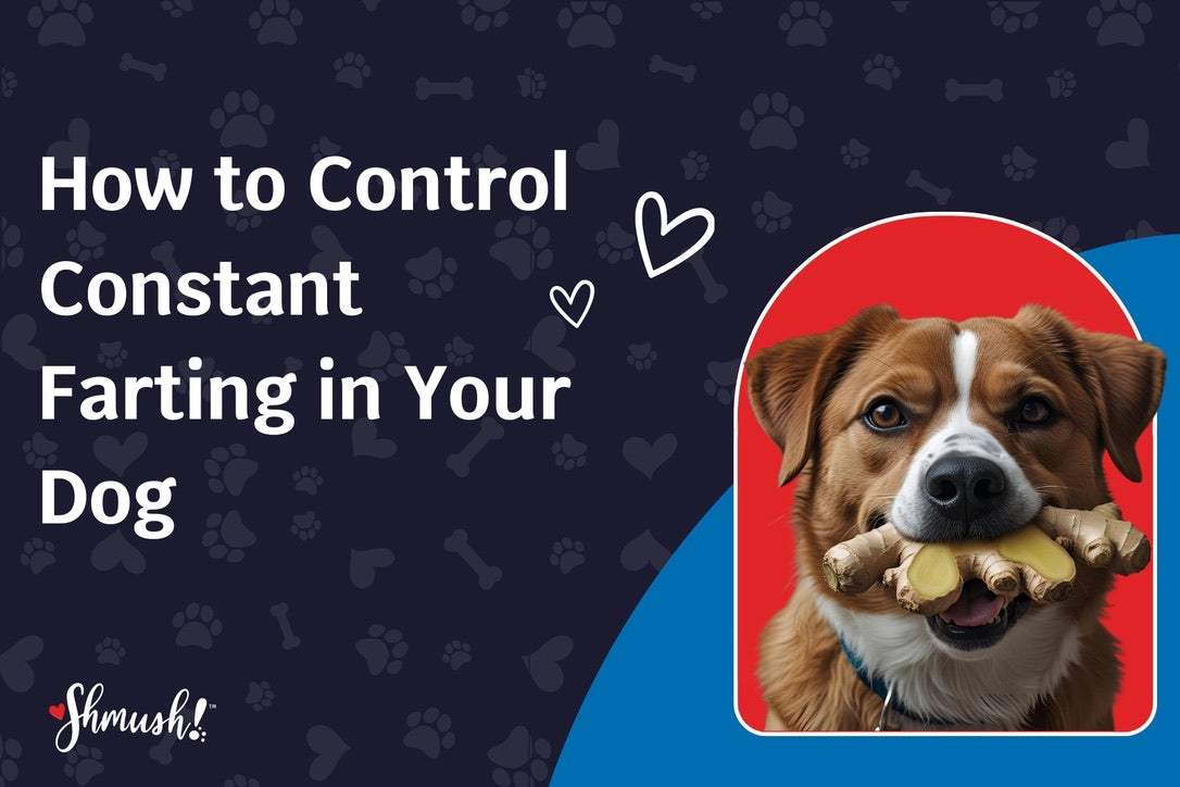 How to Control Constant Farting in Your Dog – Shmush! Pets