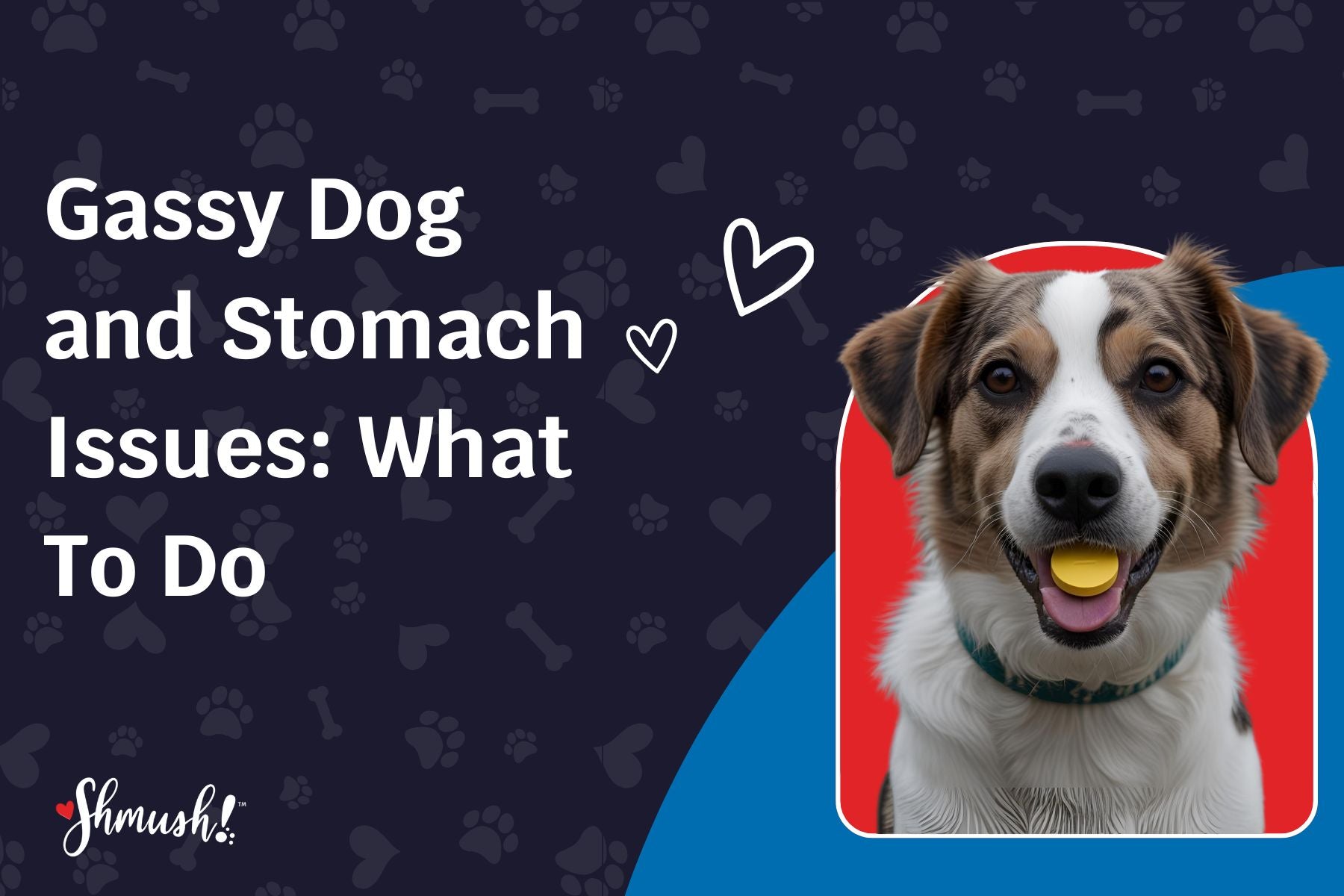 Gassy Dog and Stomach Issues: What To Do – Shmush! Pets